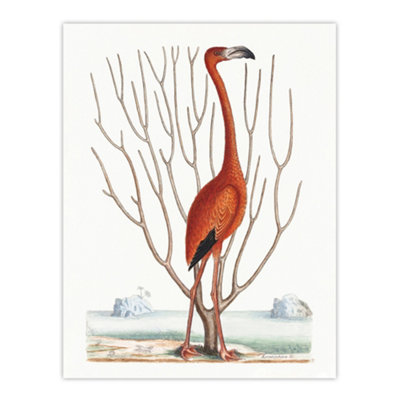 Flamingo Bird Vintage Illustration Catesby Wall Art Poster Print 12X16"