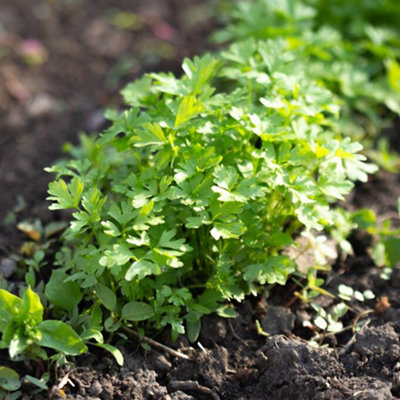 Flat Leaf Parsley Herb Plant - Compact Growth, Versatile Herb, Easy to ...