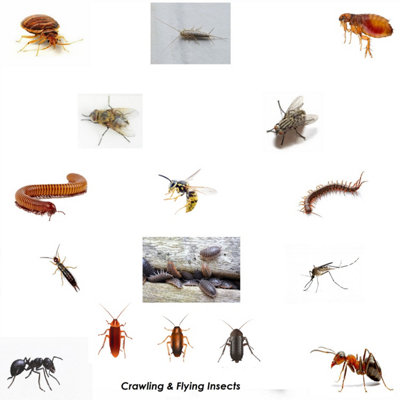 Fleas Bedbugs Moths All Insects Shredder Smoke Bomb Fogger Fumigator ...