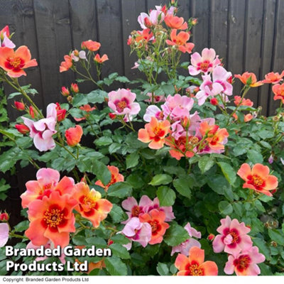 Floribunda Rose 'For Your Eyes Only' - 1 Bare Root