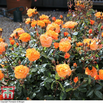 Floribunda Rose 'Precious Amber' - 1 Bare Root | DIY at B&Q