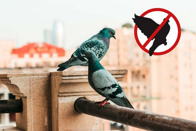 Florifens Pigeon Deterrent Spray