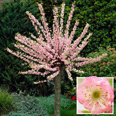 Flowering Almond Ornamental Cherry Tree Prunus triloba 1.4m Standard ...