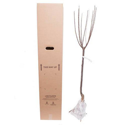 Flowering Almond Ornamental Cherry Tree Prunus triloba 1.4m Standard ...