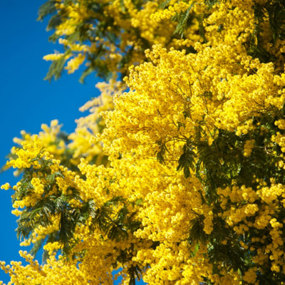 Flowering Mimosa Acacia in a 3L Pot 70cm Tall Potted Garden Plants for Outdoors Persian Silk Tree UK for Gardens and Patios