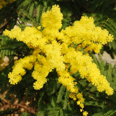 Flowering Mimosa 'Acacia' in a 3L Pot 70cm Tall - Potted Garden Plants ...