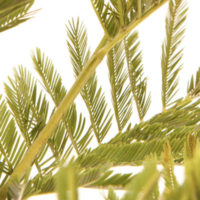 Flowering Mimosa 'Acacia' in a 3L Pot 70cm Tall - Potted Garden Plants ...