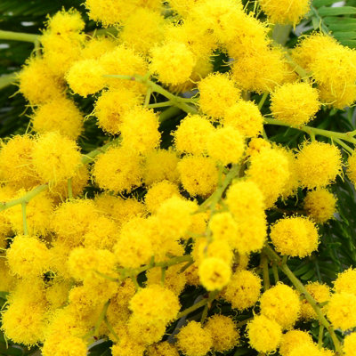 Flowering Mimosa 'Acacia' in a 3L Pot 70cm Tall - Potted Garden Plants ...