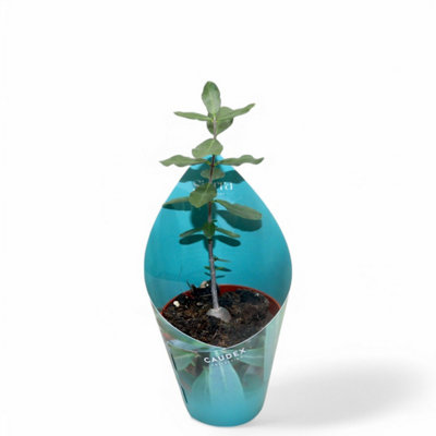Fockea Edula + Potcover, 508cm Pot Size, 18cm Tall, Hottentot Bread ...
