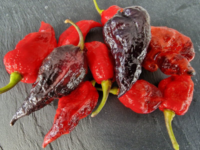 Fox Dark Naga Red Chilli Seeds - 10 Fresh Seeds