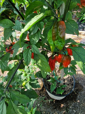 Fox Dark Naga Red Chilli Seeds - 10 Fresh Seeds