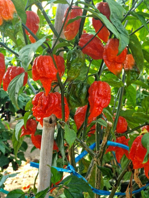 Fox Dark Naga Red Chilli Seeds - 10 Fresh Seeds