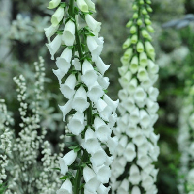 Foxglove Alba White 9cm Potted Plant x 2