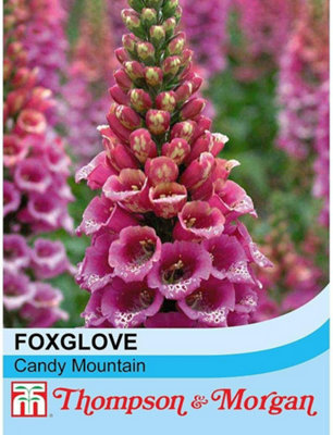 Foxglove Candy Mountain 1 Seed Packet (40 Seeds) | DIY at B&Q