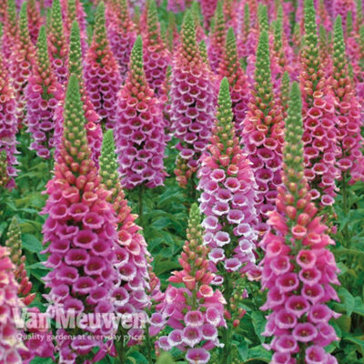 Foxglove Digitalis Candy Mountain 10 Plug Plants