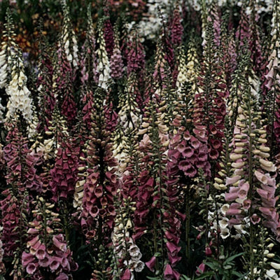 Foxglove (Digitalis) Foxy 1 Litre Potted Plant x 1