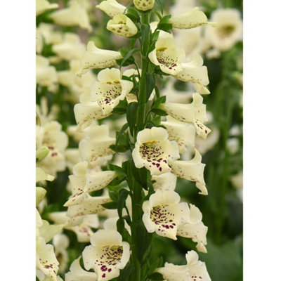 Foxglove (Digitalis) Purpurea Camelot Cream 1 Litre Potted Plant x 1