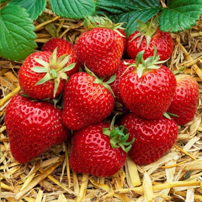 Fragaria Honeoye Strawberry Plant - Sweet and Tangy Berries, Compact ...