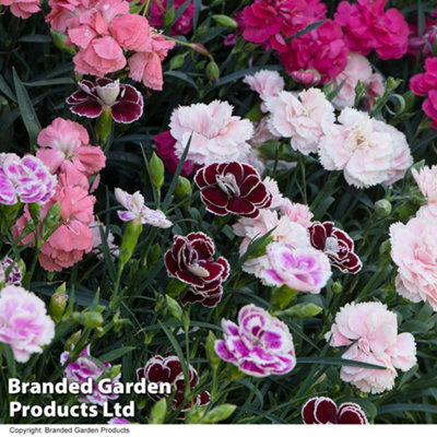 Fragrant Dianthus (Pinks) Garden Pleasures Collection 5 Postiplugs