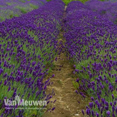Fragrant Lavender English - 20 plants