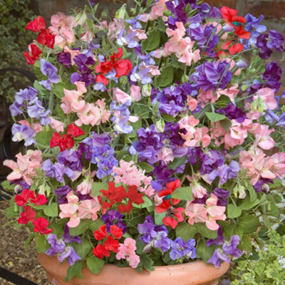 Fragrant Patio Perfect Sweet Peas 10 Garden Ready Plants