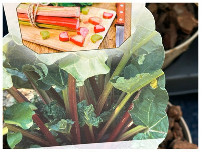 Frambozen Rood Rhubarb (Rheum) Plant - 3Ltr Potted