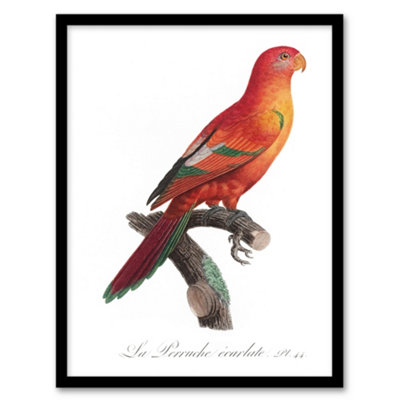 Francois Levaillant Framed Wall Art Print The Crimson Shining Parrot ...