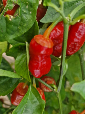Frankenstein BBG Chilli Seeds - 10 Fresh Seeds