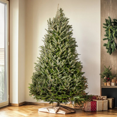 Fraser Fir Fresh Cut Christmas Tree - Real Xmas Tree for Festive Winter ...