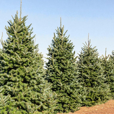 Fraser Fir Pot Grown Christmas Tree - Living Premium Evergreen Potted ...