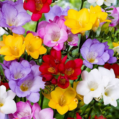 Freesia Single Mixed Flowering Bulbs - Fragrant Blooms, 25 Pack