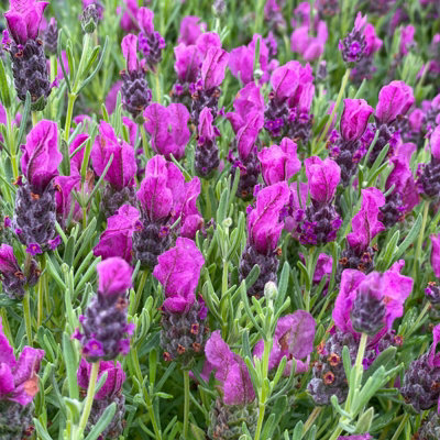 French Lavender Papillon Plant 1 x 1L Pot - Lavandula Compact Hardy ...