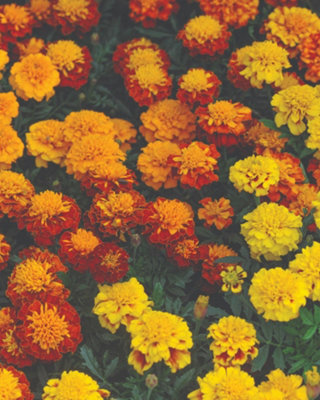 French Marigold Boy O Boy Mixed - Vibrant Long-Flowering Hybrid Seeds ...