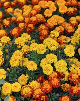 French Marigold Boy O Boy Mixed - Vibrant Long-Flowering Hybrid Seeds ...