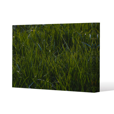 Fresh green grass background, natural grass (Canvas Print) / 31 x 41 x 4cm