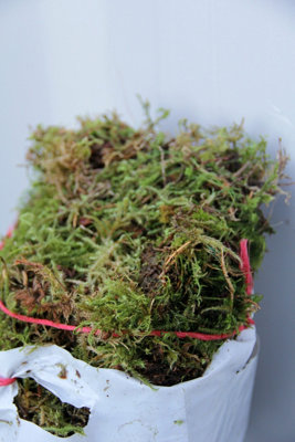 Fresh Sphagnum Moss - 5kg Bag - Natural Sphagnum Moss - High Quality