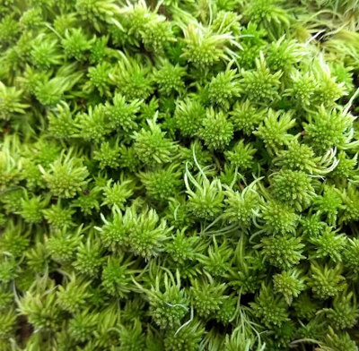 Fresh Sphagnum Moss- Live Moss 500g/1kg - Natural Sphagnum Moss Ideal ...