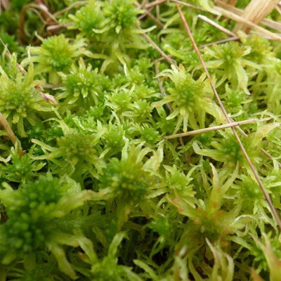 Fresh Sphagnum Moss Live Moss 500g Natural Sphagnum Moss Ideal for Terrariums Live Plant Displays and