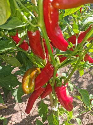 Friariello di Napoli Chilli Seeds - 10 Fresh Seeds
