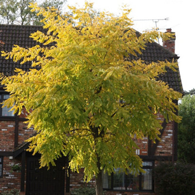 Frisia False Acacia Tree Ornamental Robinia Pseudoacacia 12L Pot 1.5m ...