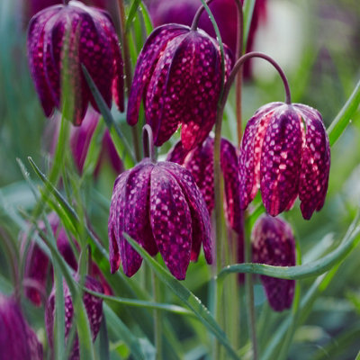 Fritillaria meleagris 'Snakes Head Fritillary' - 2x Plants and 2x Pots ...