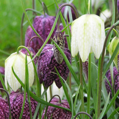 Fritillaria meleagris (Snakeshead Fritillary) bulbs pack of 30