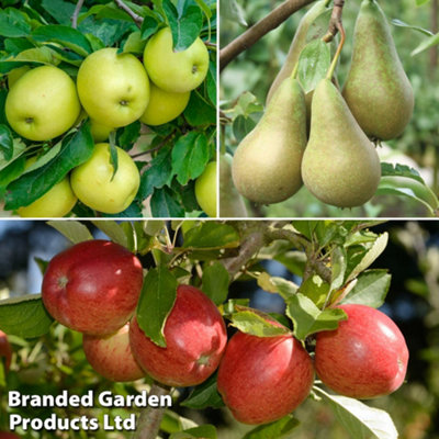 Fruit Apple and Pear Family Collection 2 Trees