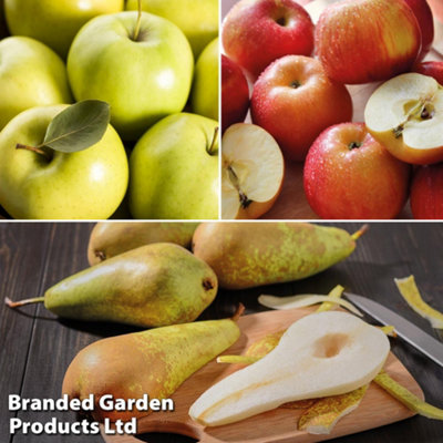 Fruit Apple and Pear Family Collection 2 Trees
