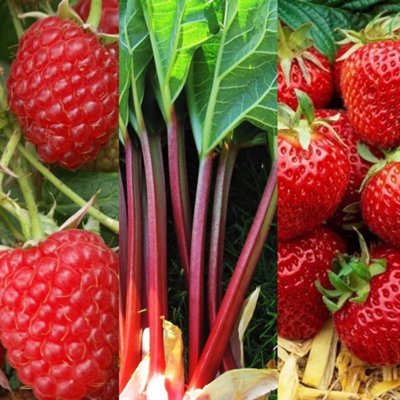 Fruit Bare Root Plant Mix - 3 x Strawberry, 1 x Raspberry & 1 x Rhubarb