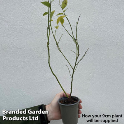 Fruit Blueberry 'Bluegold' - 9cm potted plant x 2