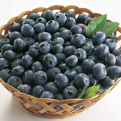 Fruit Blueberry Plant Rubel 1.5 Litre Potted Plant x 2