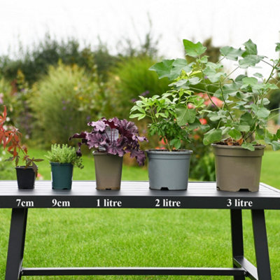 Fruit Citrus x latifolia (Lime) Tree 9cm Potted Plant x 3