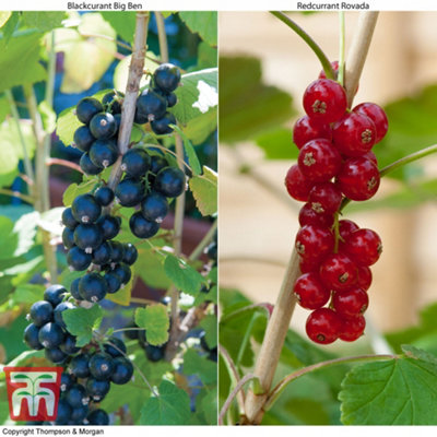 Fruit Currant Duo 2 Bare Root Plants (Contains 1 each of Redcurrant ...