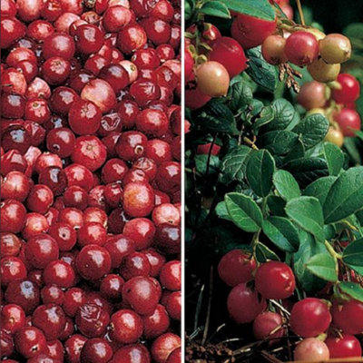 Fruit Healthy Berry Collection (2 bushes)